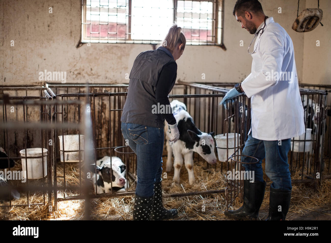 Female vet cow hi-res stock photography and images - Alamy