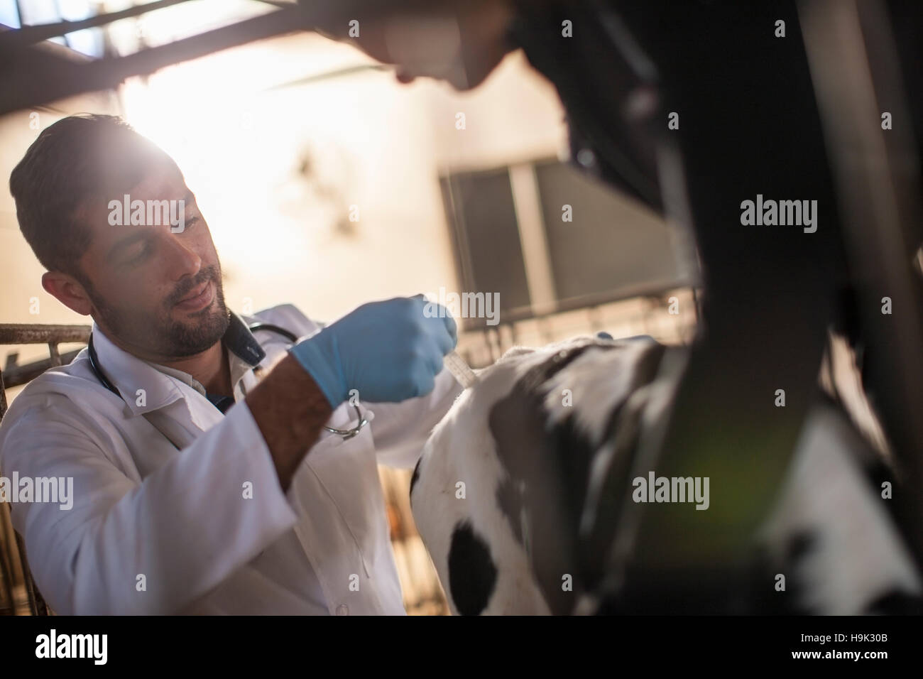 Vet giving calf an injection Stock Photo - Alamy
