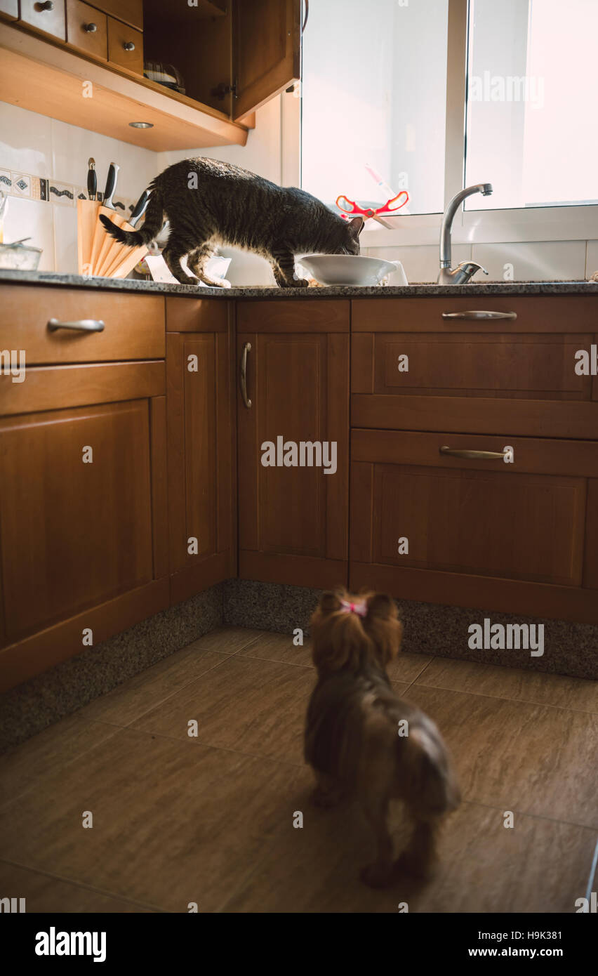 Dog watching eating cat in the kitchen Stock Photo - Alamy