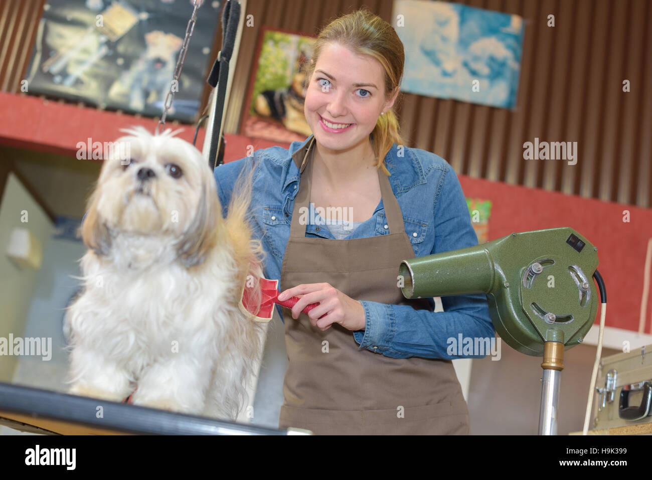 the dog customer Stock Photo - Alamy