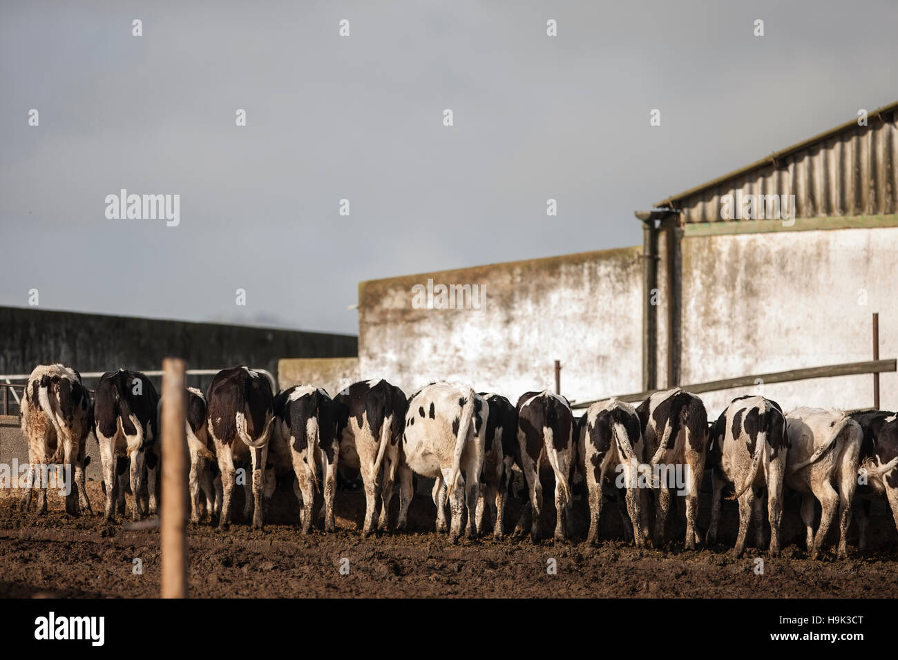 Rear view of cows on farm Stock Photo - Alamy