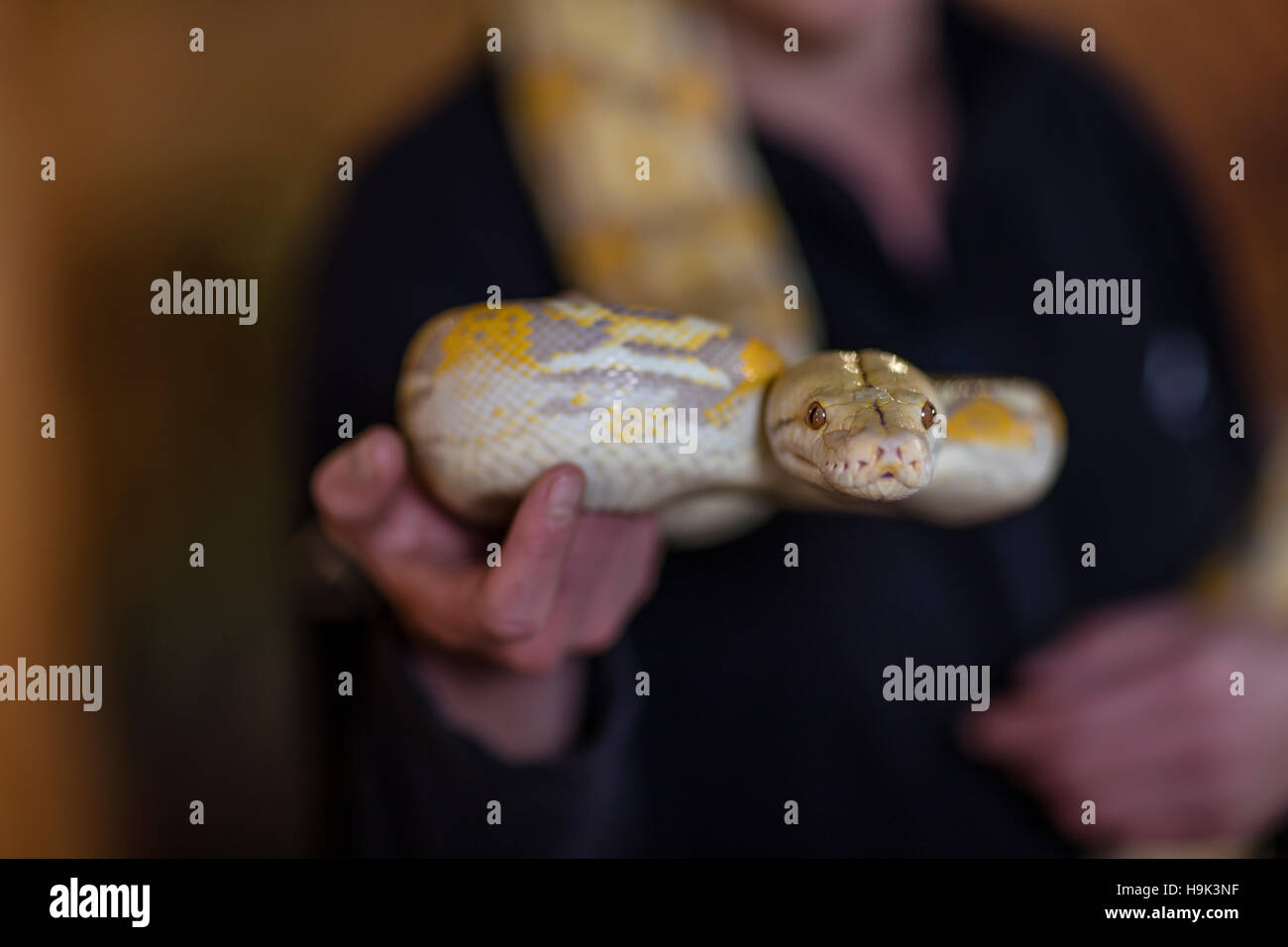 Woman holding snake hi-res stock photography and images - Alamy