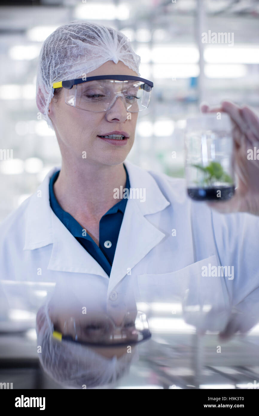 Woman in lab wearing protective clothing looking at plant sample Stock ...