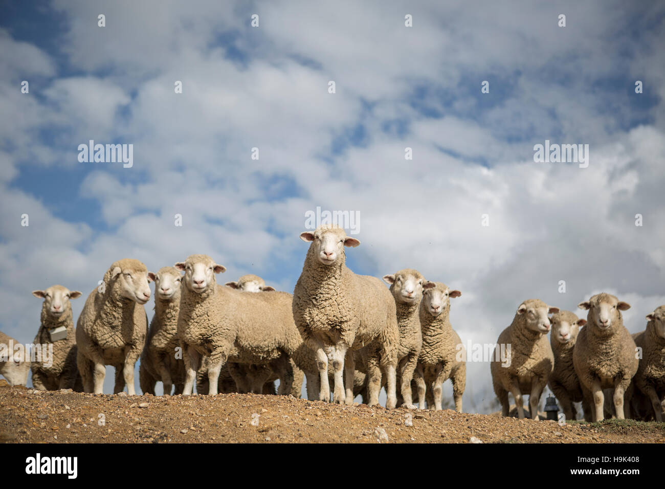 Flock of sheep Stock Photo - Alamy