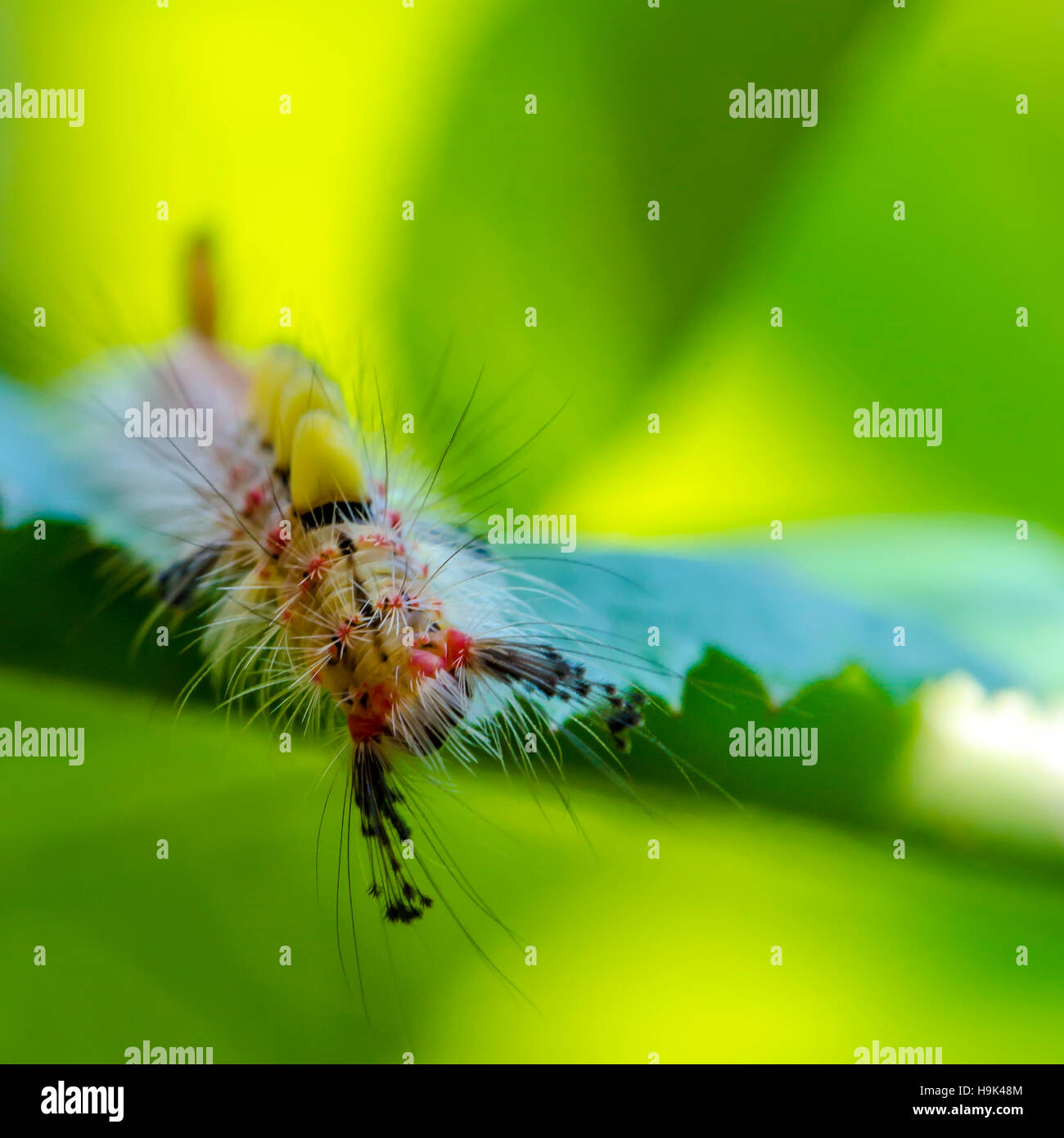 Creeping caterpillar hi-res stock photography and images - Alamy