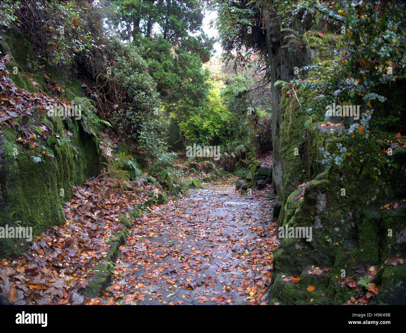 The Fossil Grove is located within Victoria Park, Glasgow, Scotland. It ...