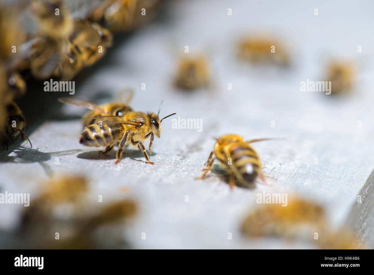 colony of bees Stock Photo - Alamy
