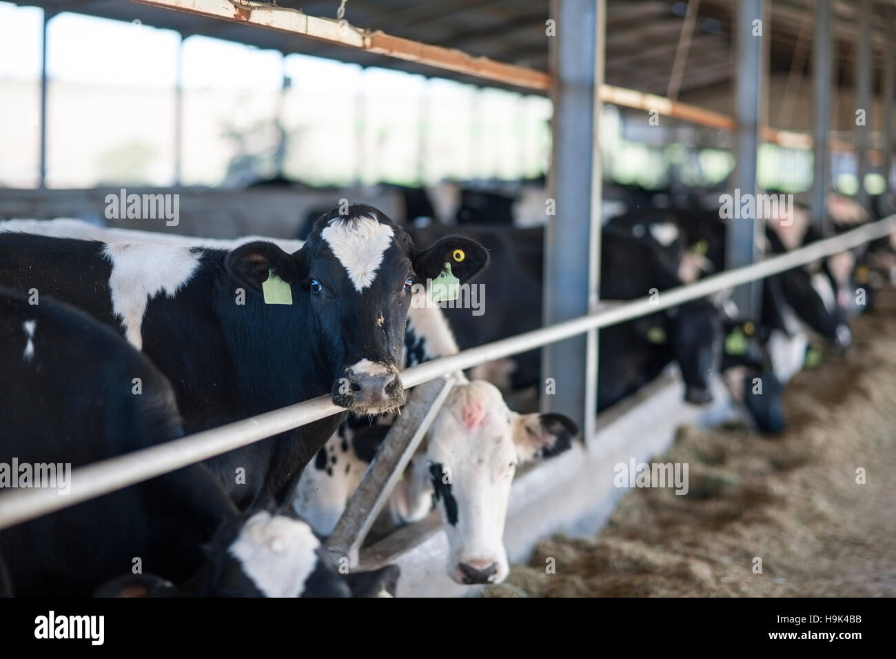 Cows on farm Stock Photo - Alamy