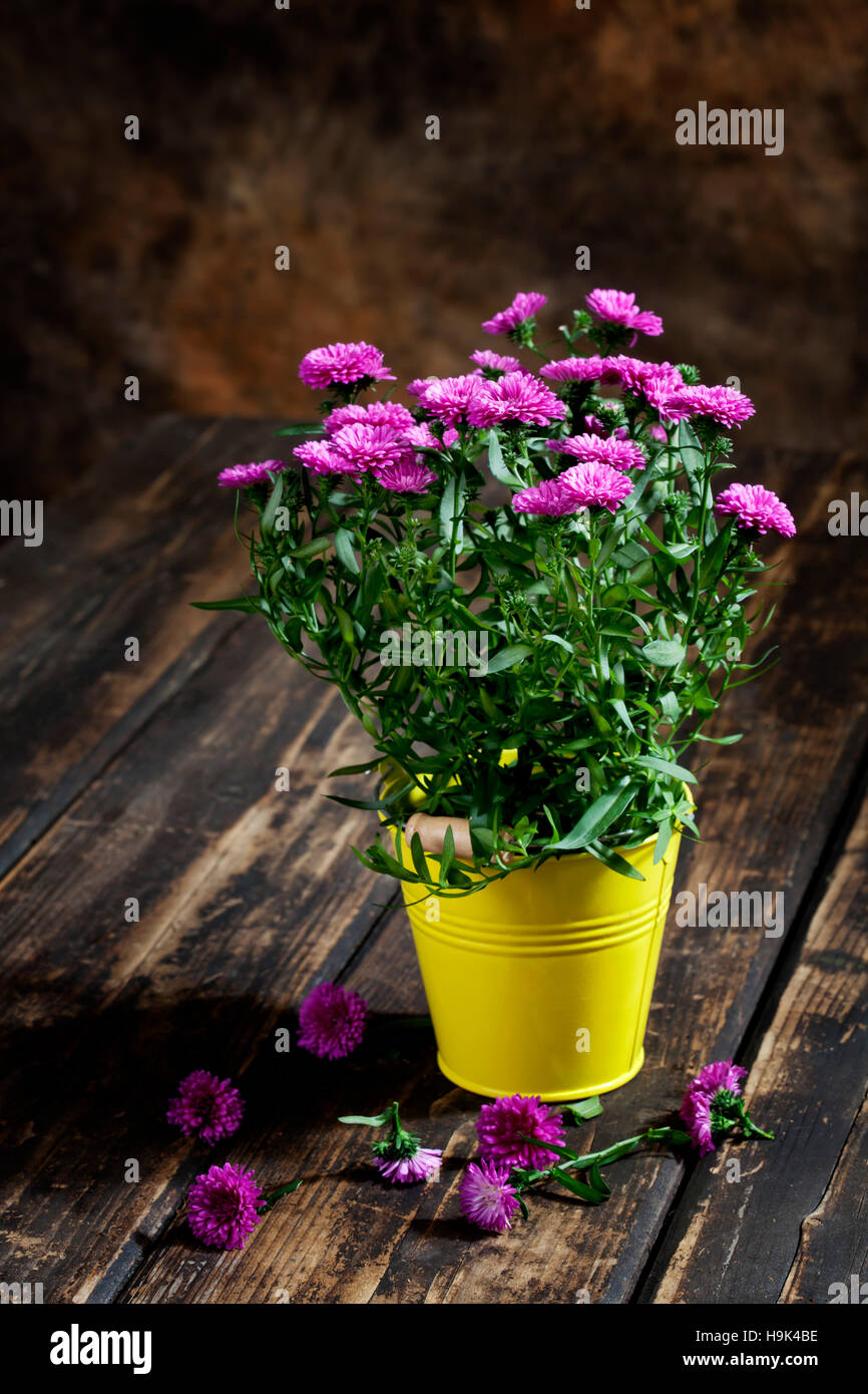Asters in yellow bucket as flower pot Stock Photo - Alamy