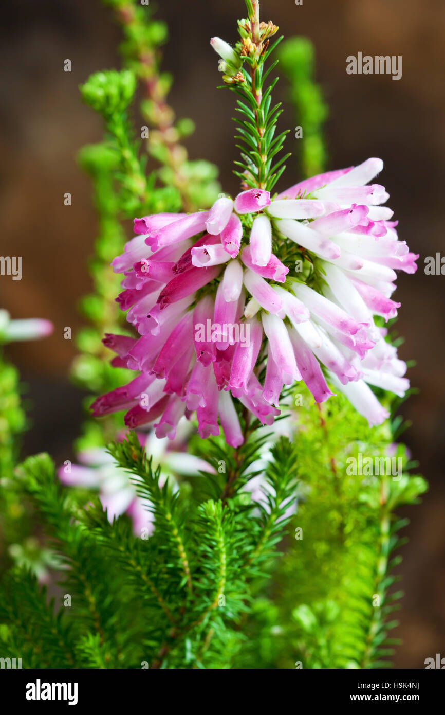 Verticillata Stock Photos & Verticillata Stock Images - Alamy