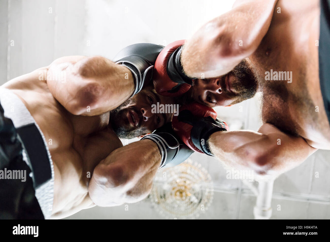 Boxers head hi-res stock photography and images - Alamy
