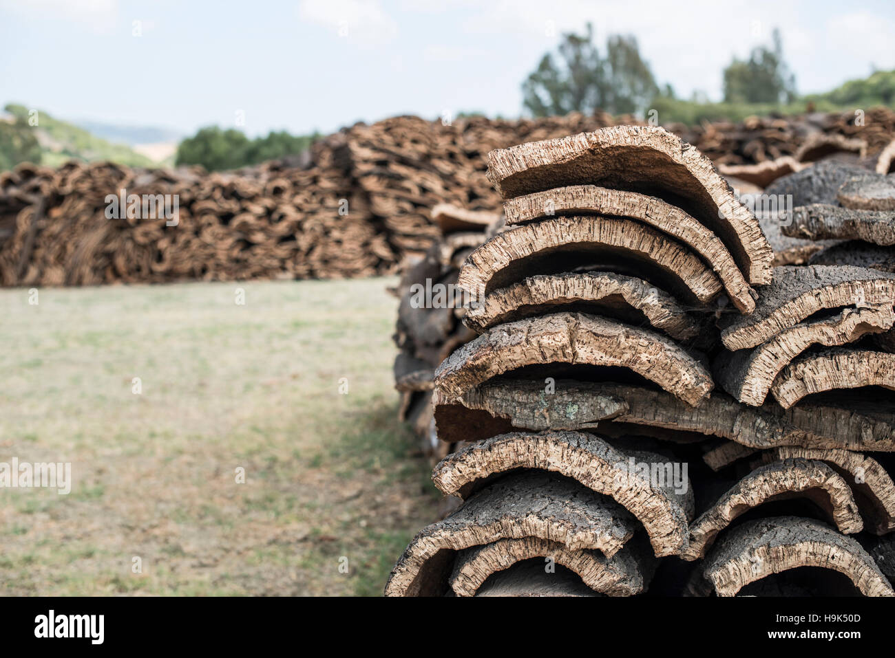 Stack of cork tree barks Stock Photo - Alamy