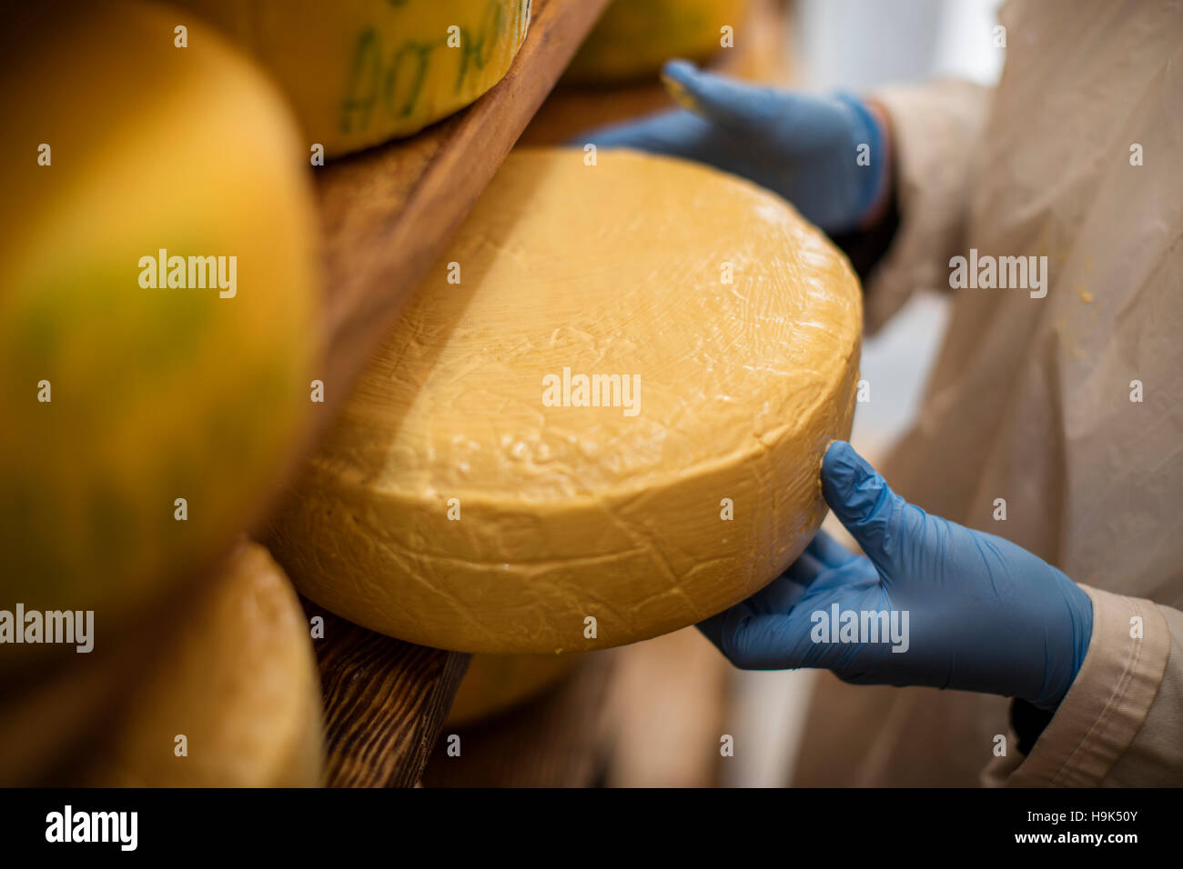 Cheese factory worker controlling maturation of cheese Stock Photo - Alamy