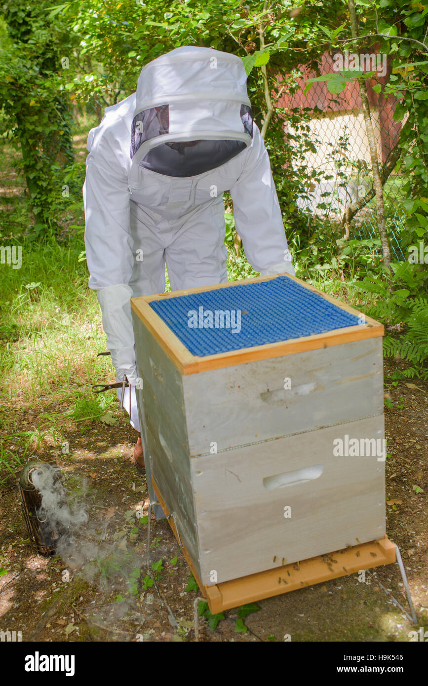beekeeper taking care of his beehives Stock Photo - Alamy
