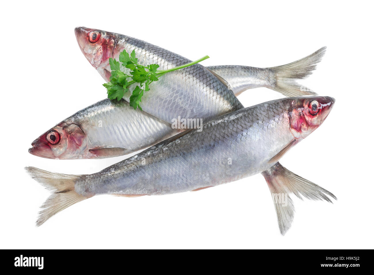 herring isolated on white background Stock Photo - Alamy
