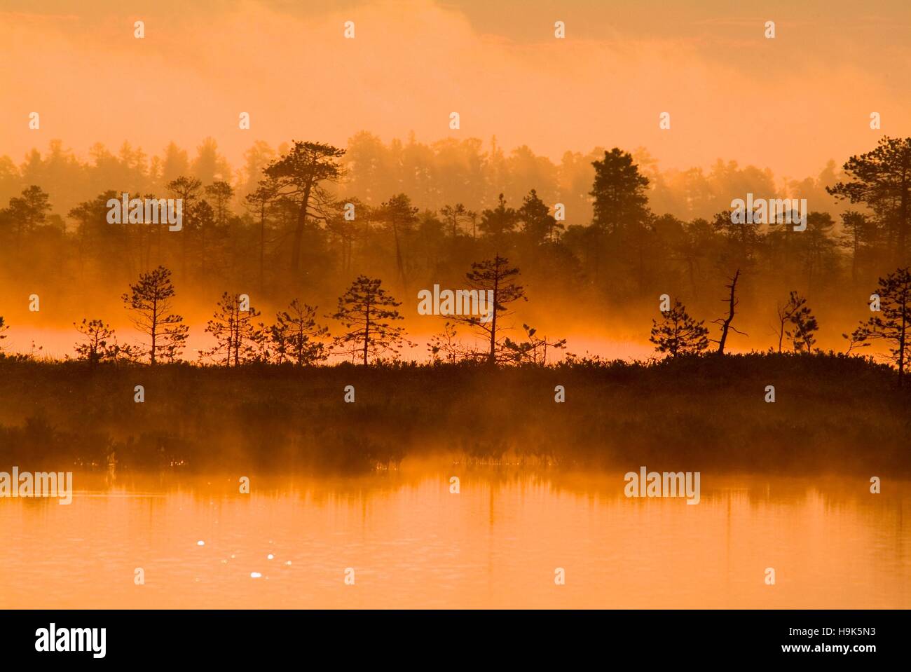 Trees evening with golden light Stock Photo - Alamy