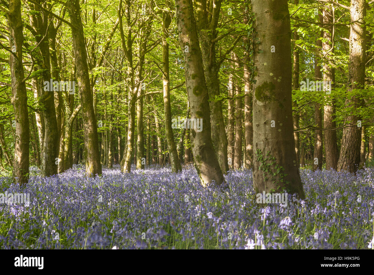 Bluebell wood in Dorset, England Stock Photo - Alamy