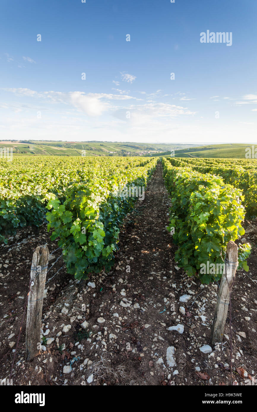 Long vines hi-res stock photography and images - Alamy