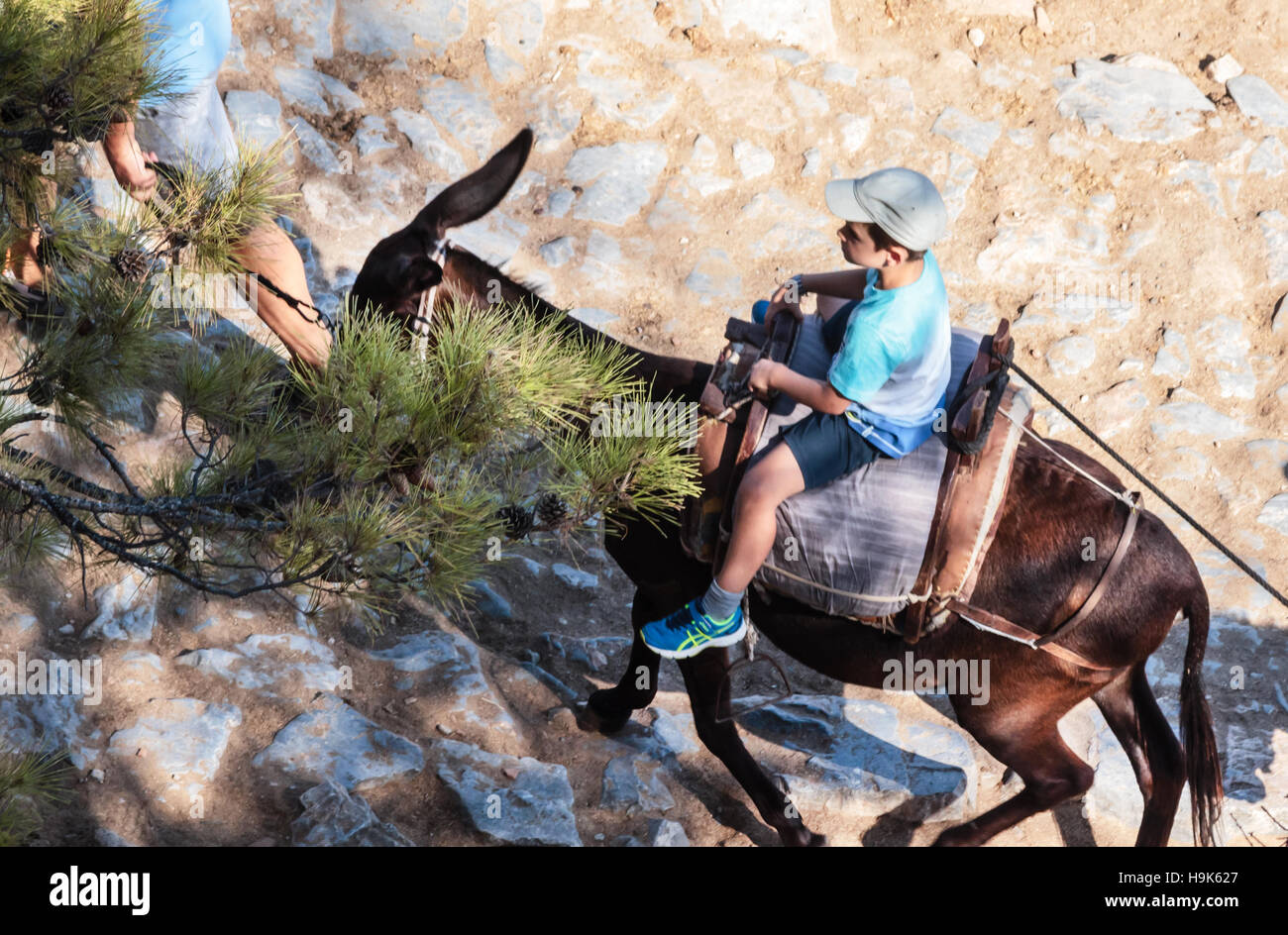 A boy riding on the donkey the steep mountain up. Lindos Acropolis ...