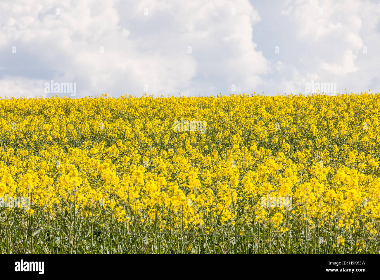 Rapeseed field in full bloom Stock Photo - Alamy