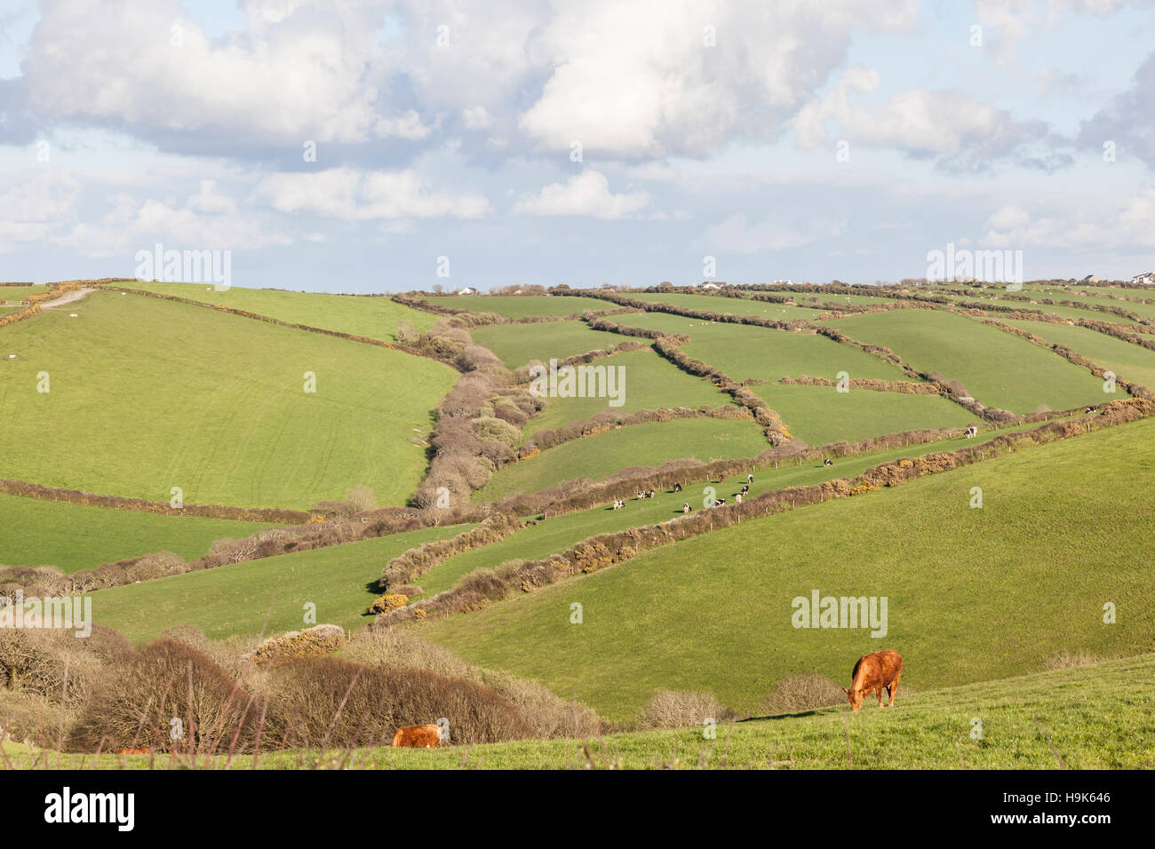 Looking across the rolling fields of north Cornwall with cows grazing ...