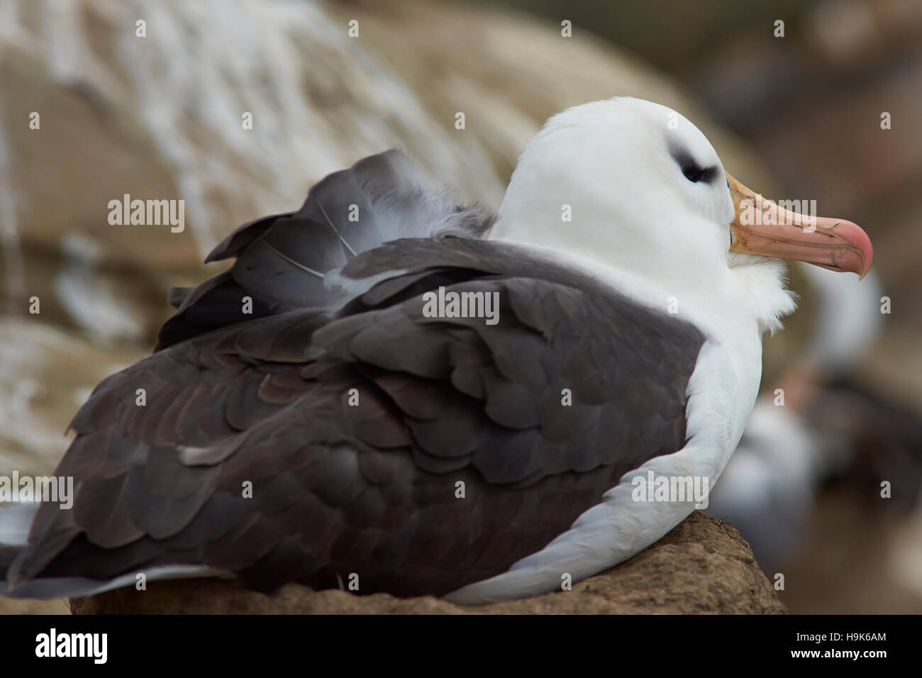 Black-browed Albatross sitting on a nest Stock Photo - Alamy