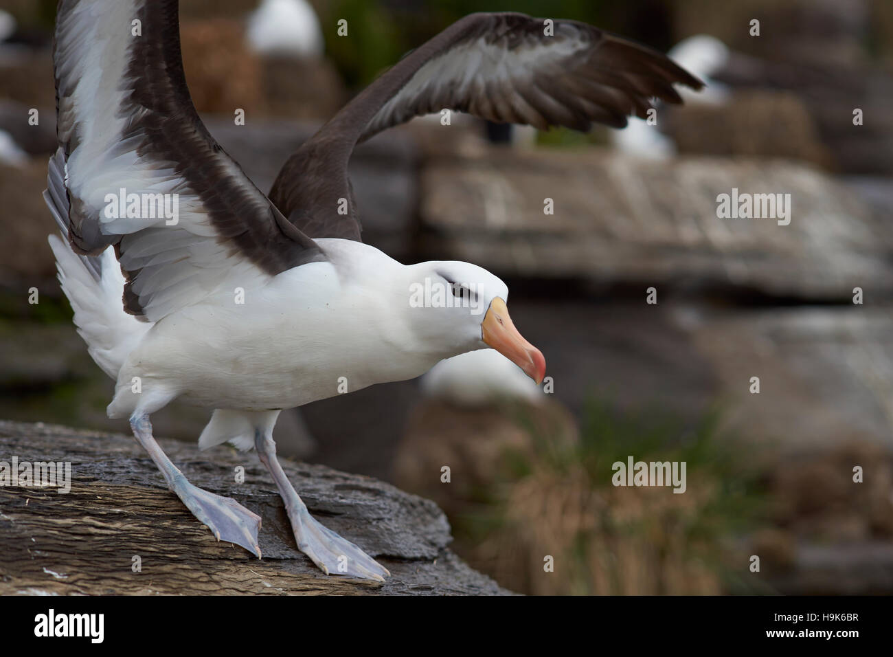 Black-browed Albatross taking off from the cliffs of Saunders Island ...