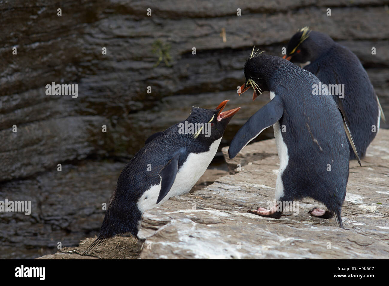 Rockhopper Penguins squabbling Stock Photo - Alamy
