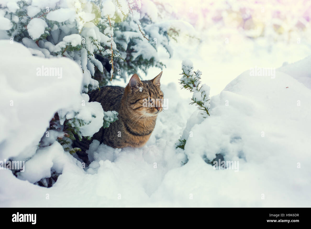 Stray adult cat sitting in the forest covered with snow Stock Photo - Alamy
