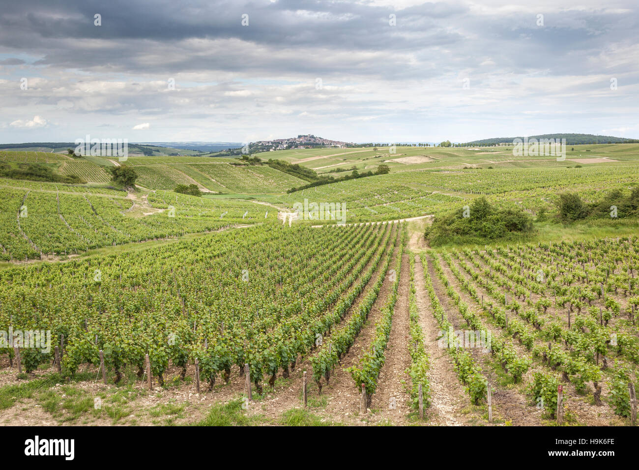 The vineyards of Sancerre in the Loire Valley of France Stock Photo - Alamy