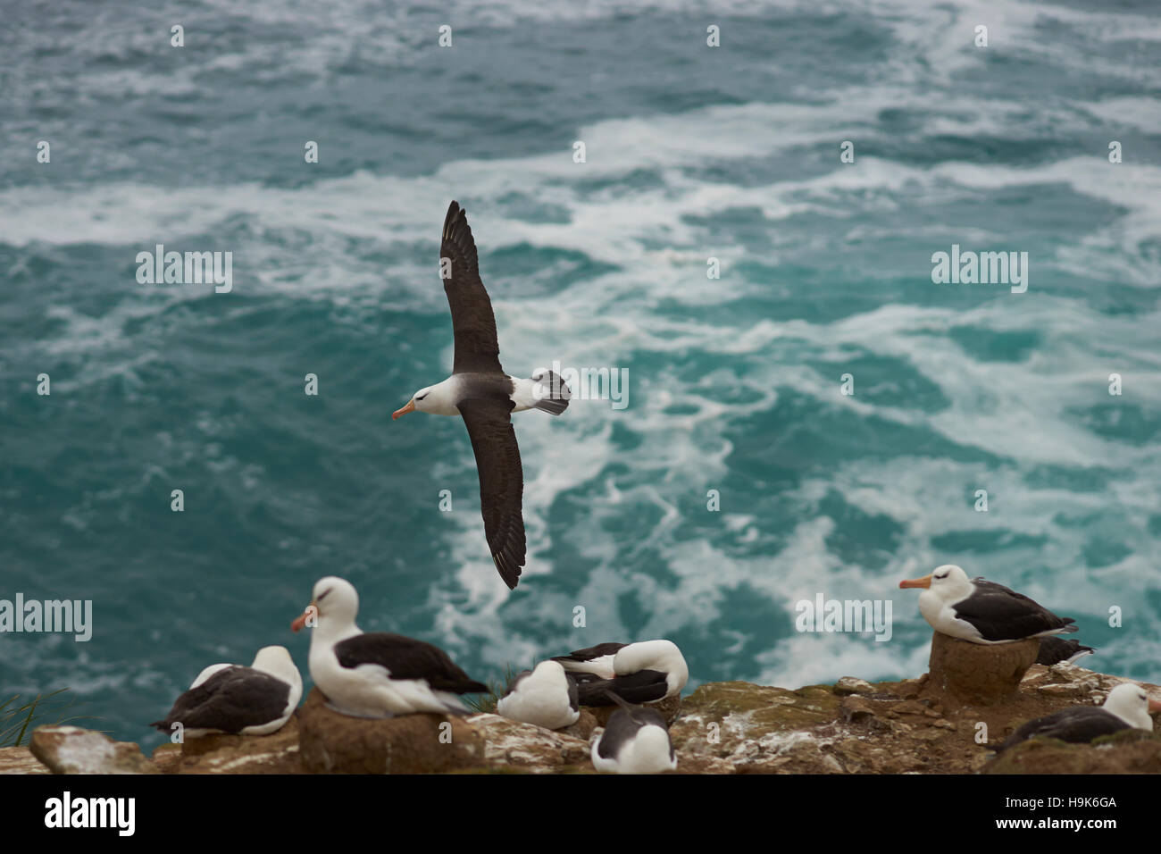 Black-browed Albatross in flight Stock Photo - Alamy