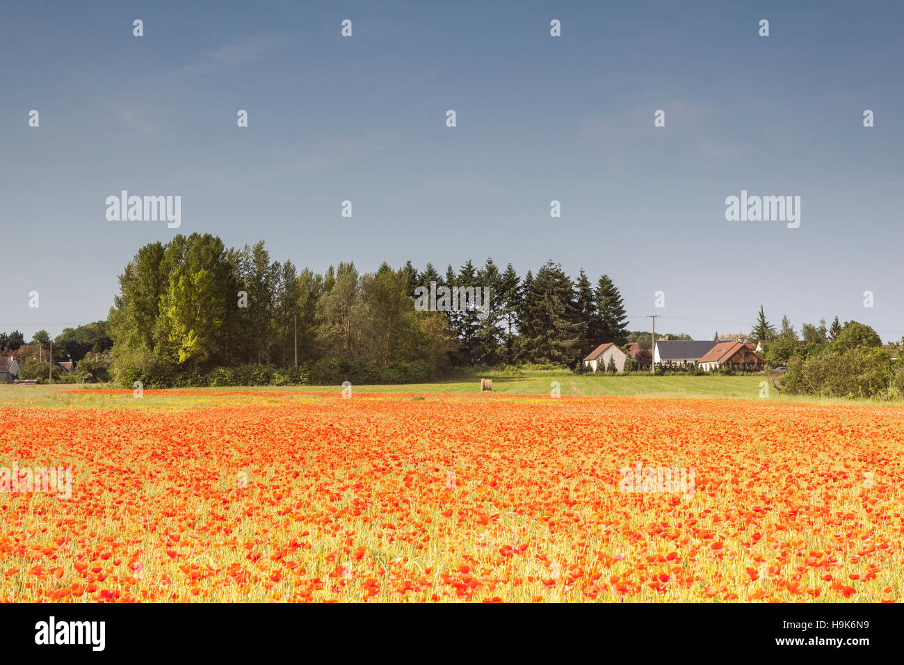 A field of poppies in the French countryside Stock Photo - Alamy