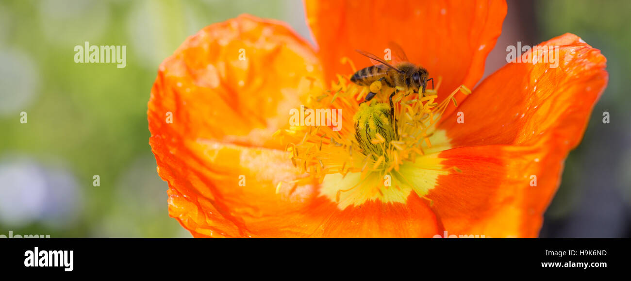 Yellow iceland poppy papaver nudicaule hi-res stock photography and ...