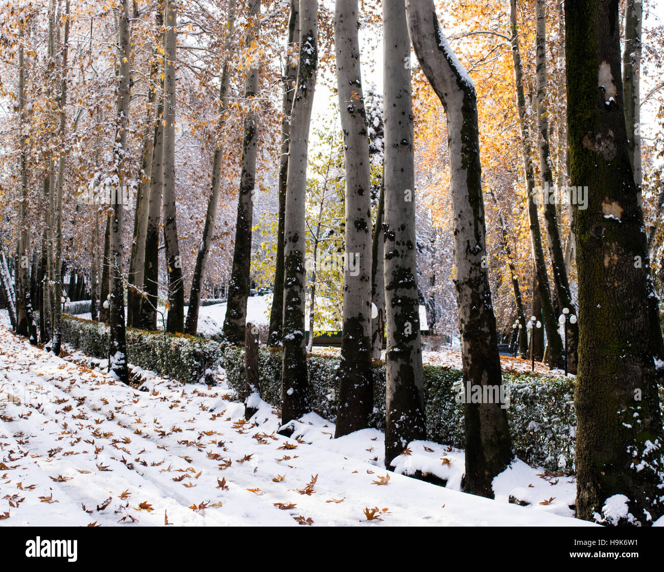 trees and snow Stock Photo - Alamy