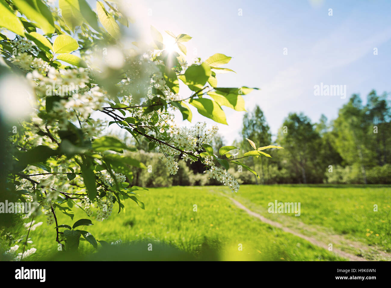 Bird cherry tree Finland summer path pathfinder green greenery ...