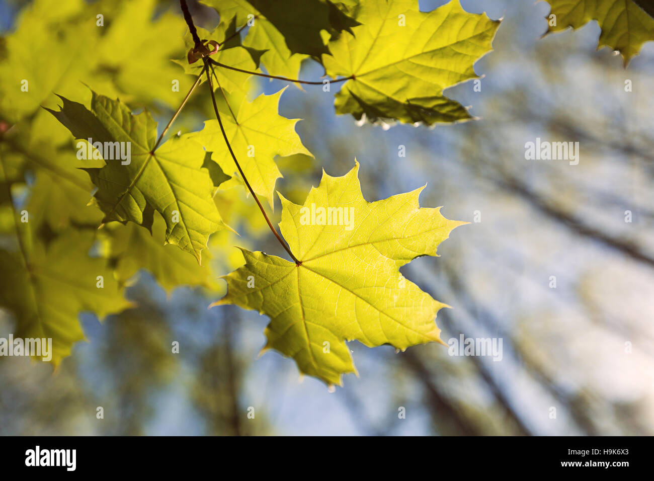Finland summer green maple tree hi-res stock photography and images - Alamy