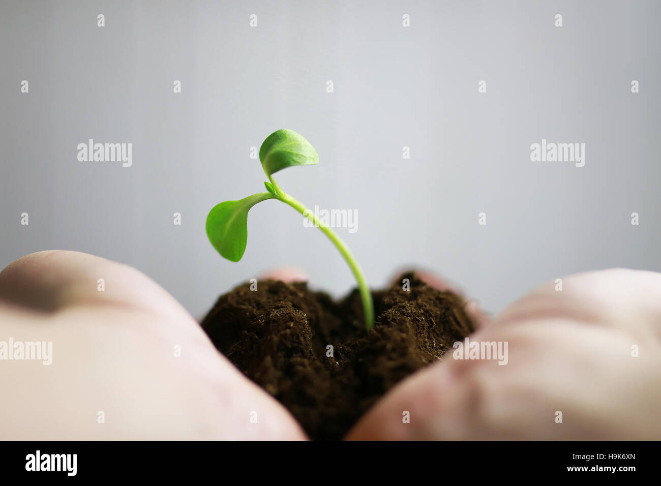 gardener hand sprout in palms Stock Photo - Alamy