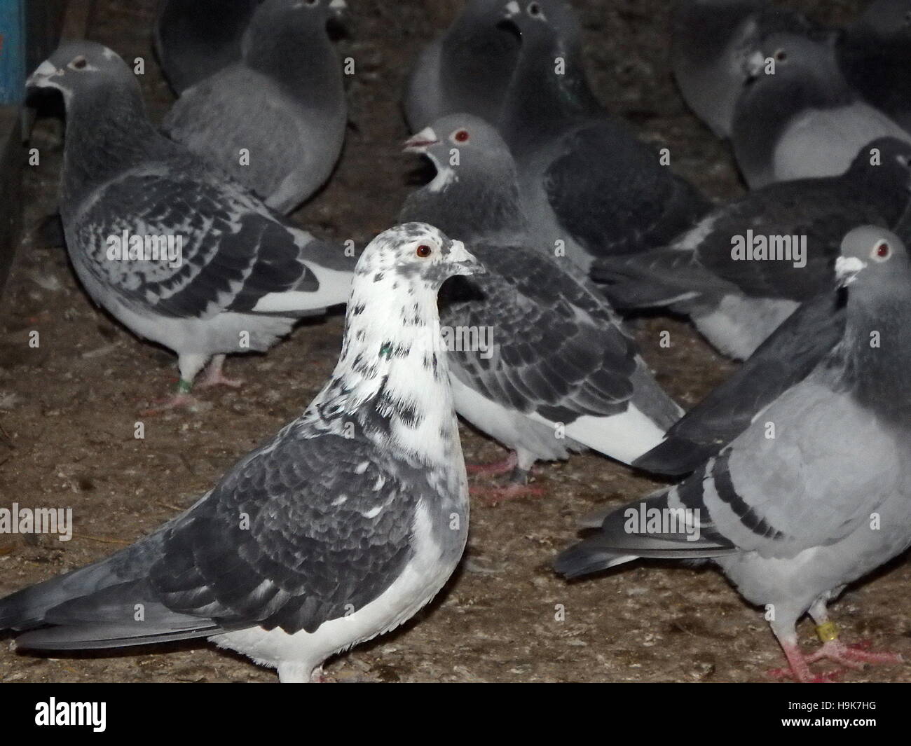 carrier pigeon, homing pigeon, carrier, mail pigeon Stock Photo - Alamy