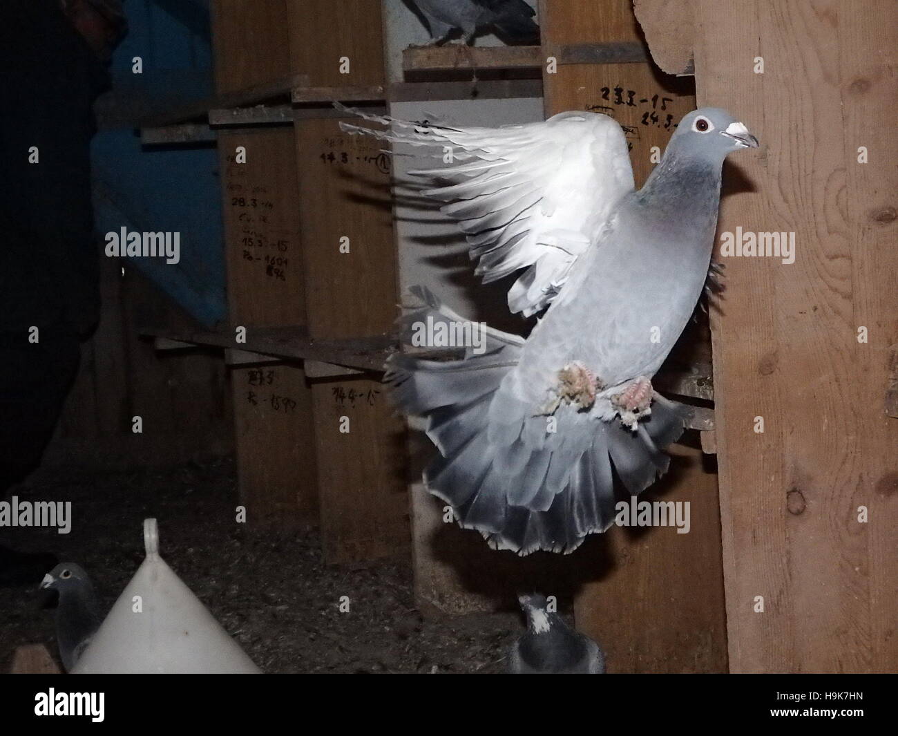 Pigeon Peace Carrier Pigeon High Resolution Stock Photography and ...