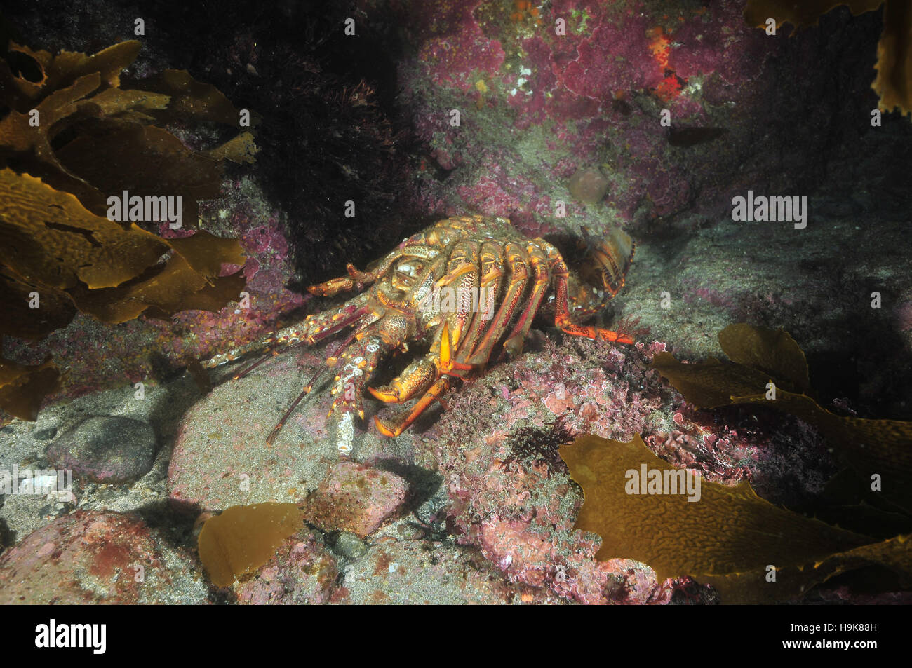 Empty shell of spiny lobster Stock Photo - Alamy