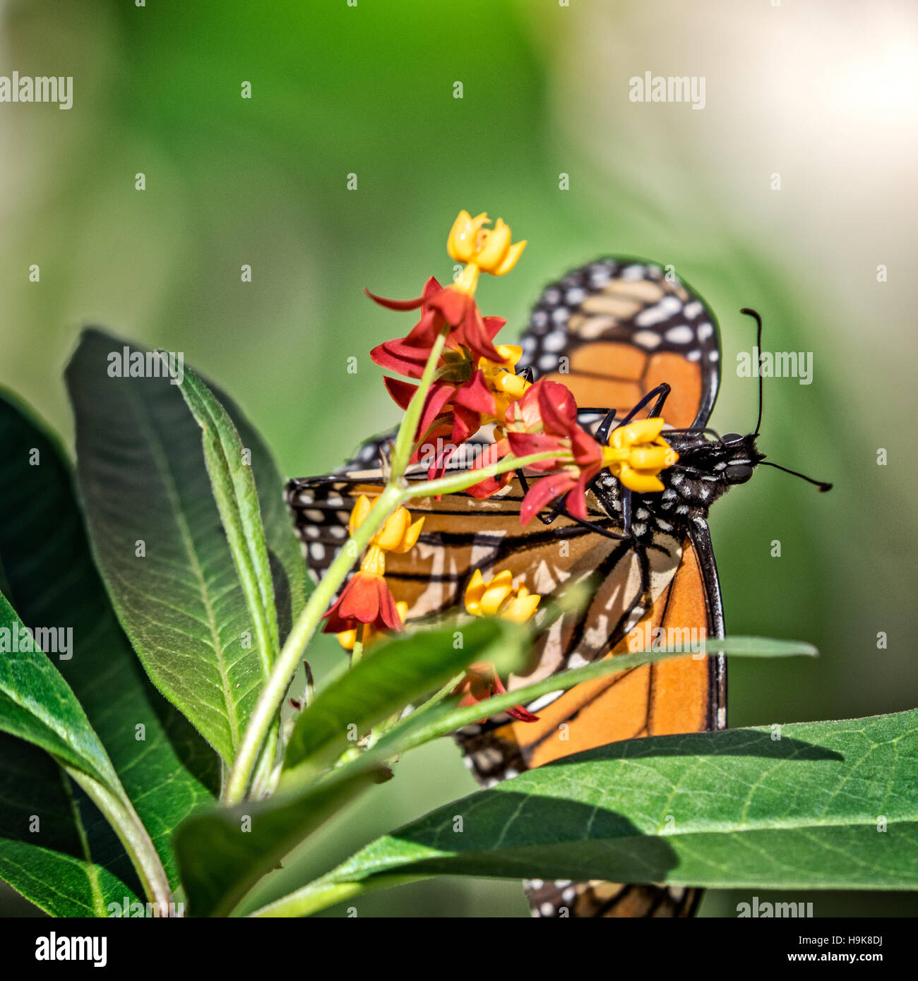 Monarch butterfly on milkweed in a butterfly garden Stock Photo - Alamy