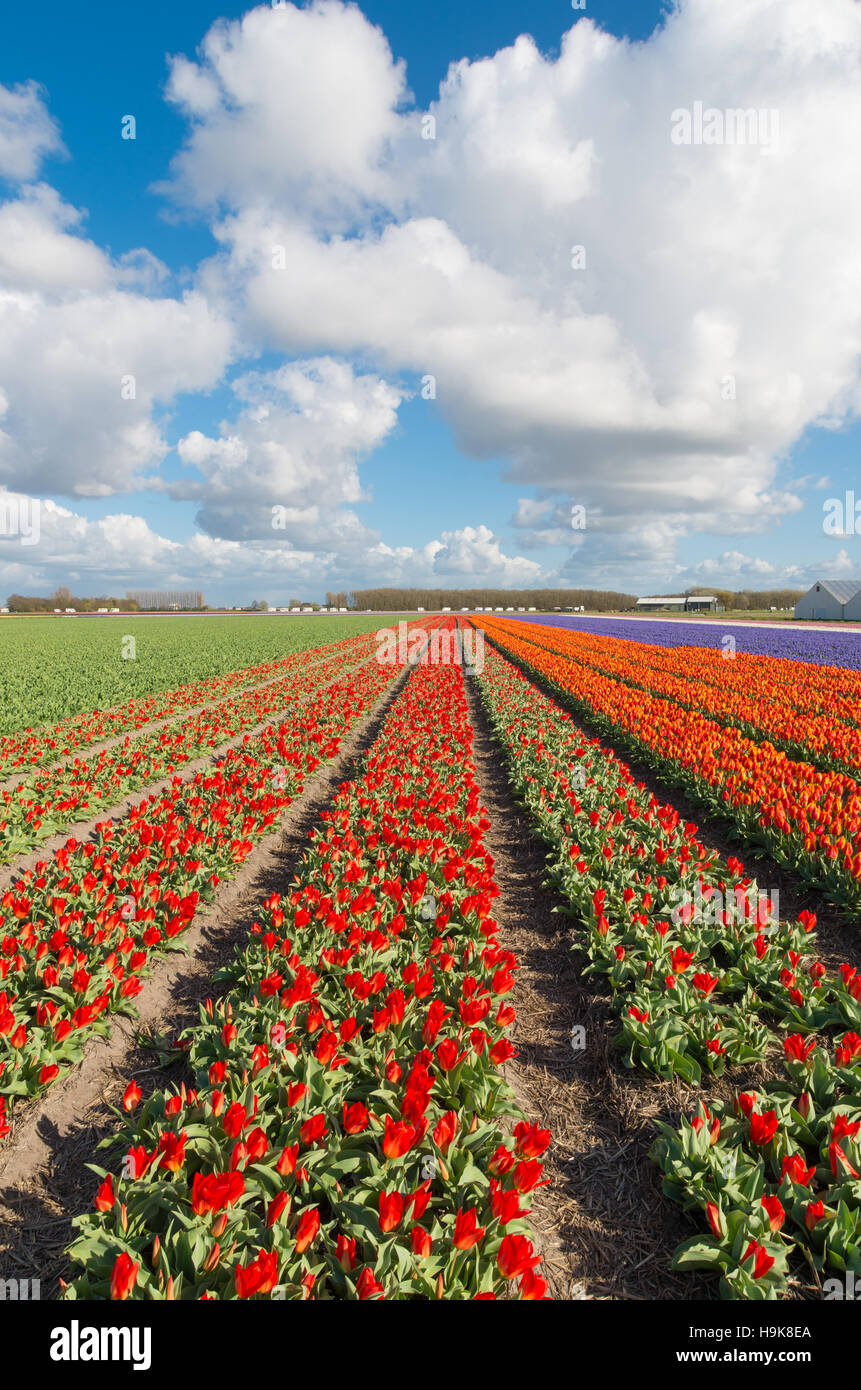 endless rows of blooming red tulips in an agricultural dutch landscape ...