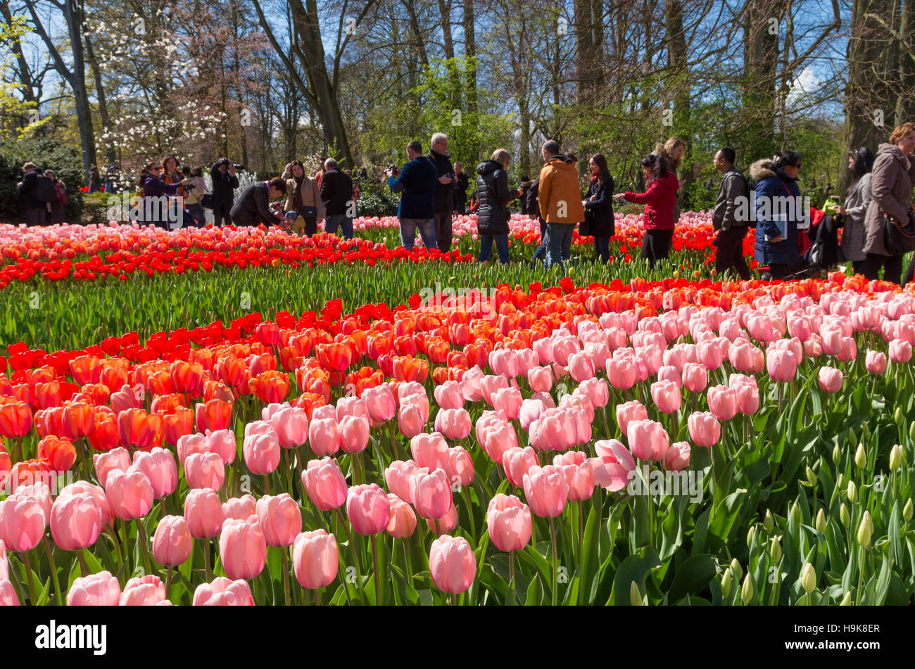 LISSE, NETHERLANDS - APRIL 17, 2016: Unknown tourists visiting the ...