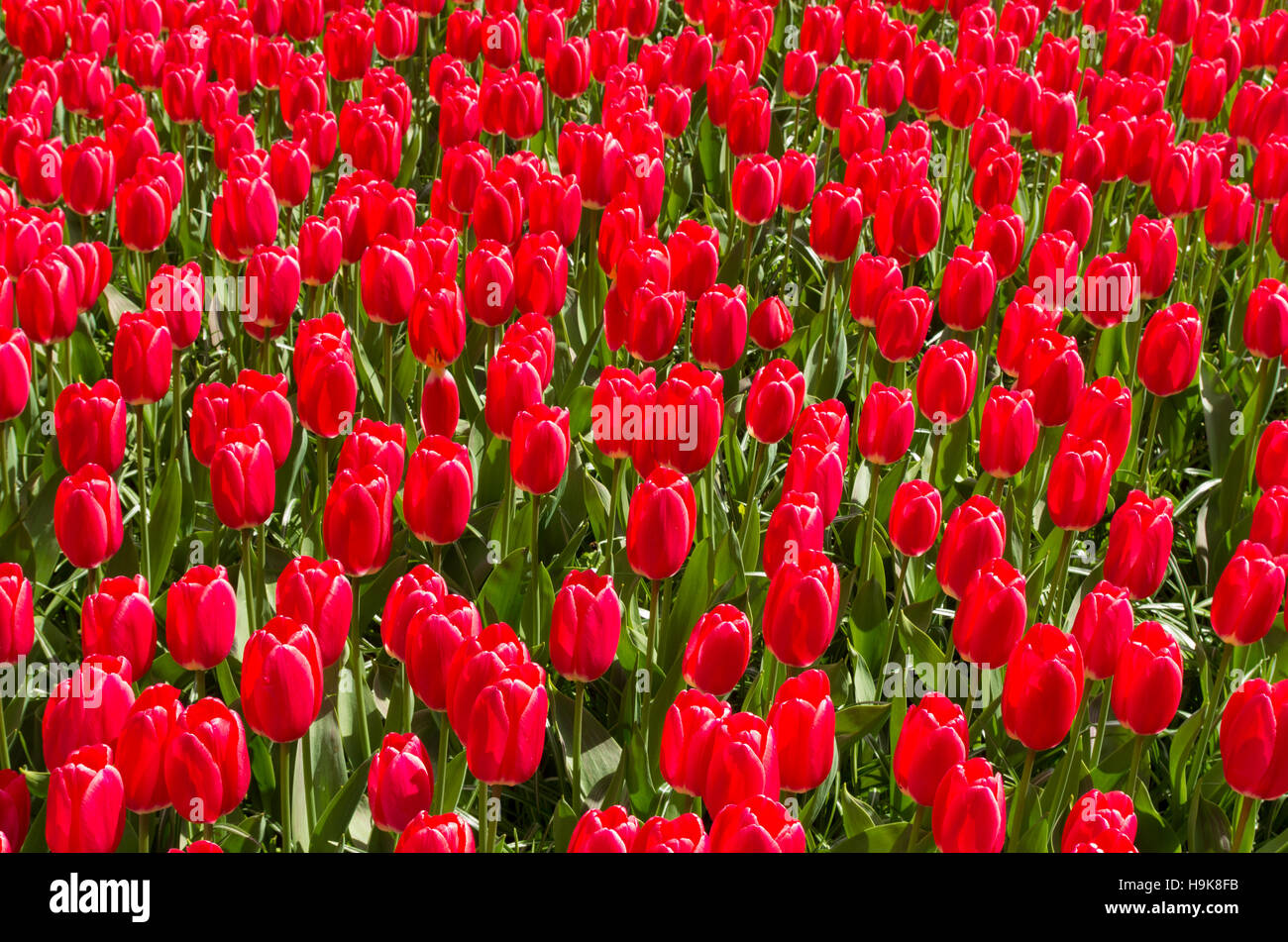 background of beautiful red tulips in a park Stock Photo - Alamy