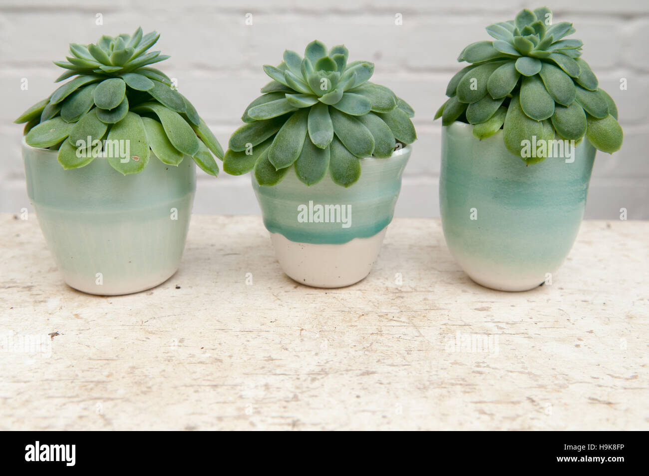 Row of succulent plants on a white desk viewed from above Stock Photo ...