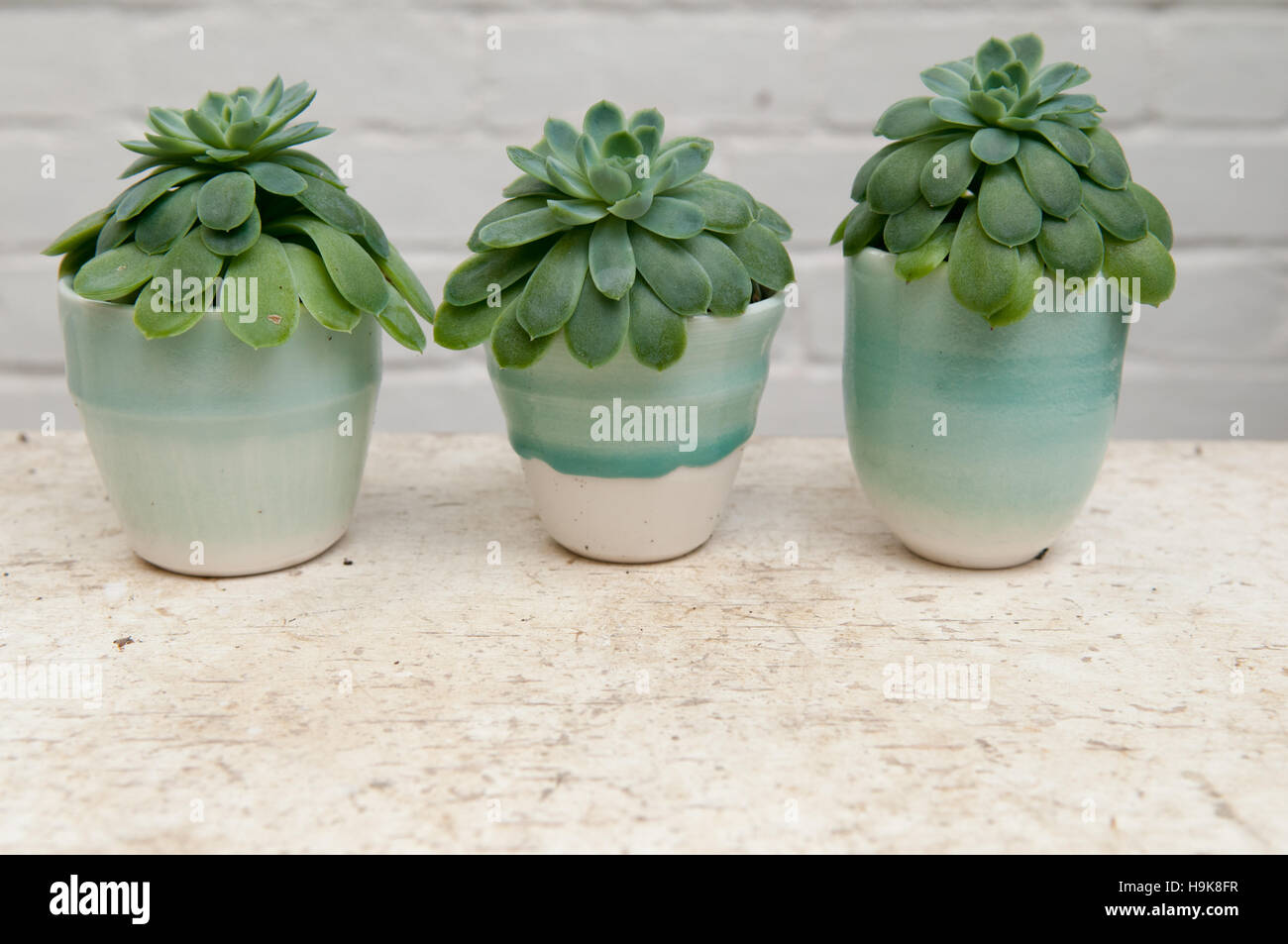 Row of succulent plants on a white desk viewed from above Stock Photo ...