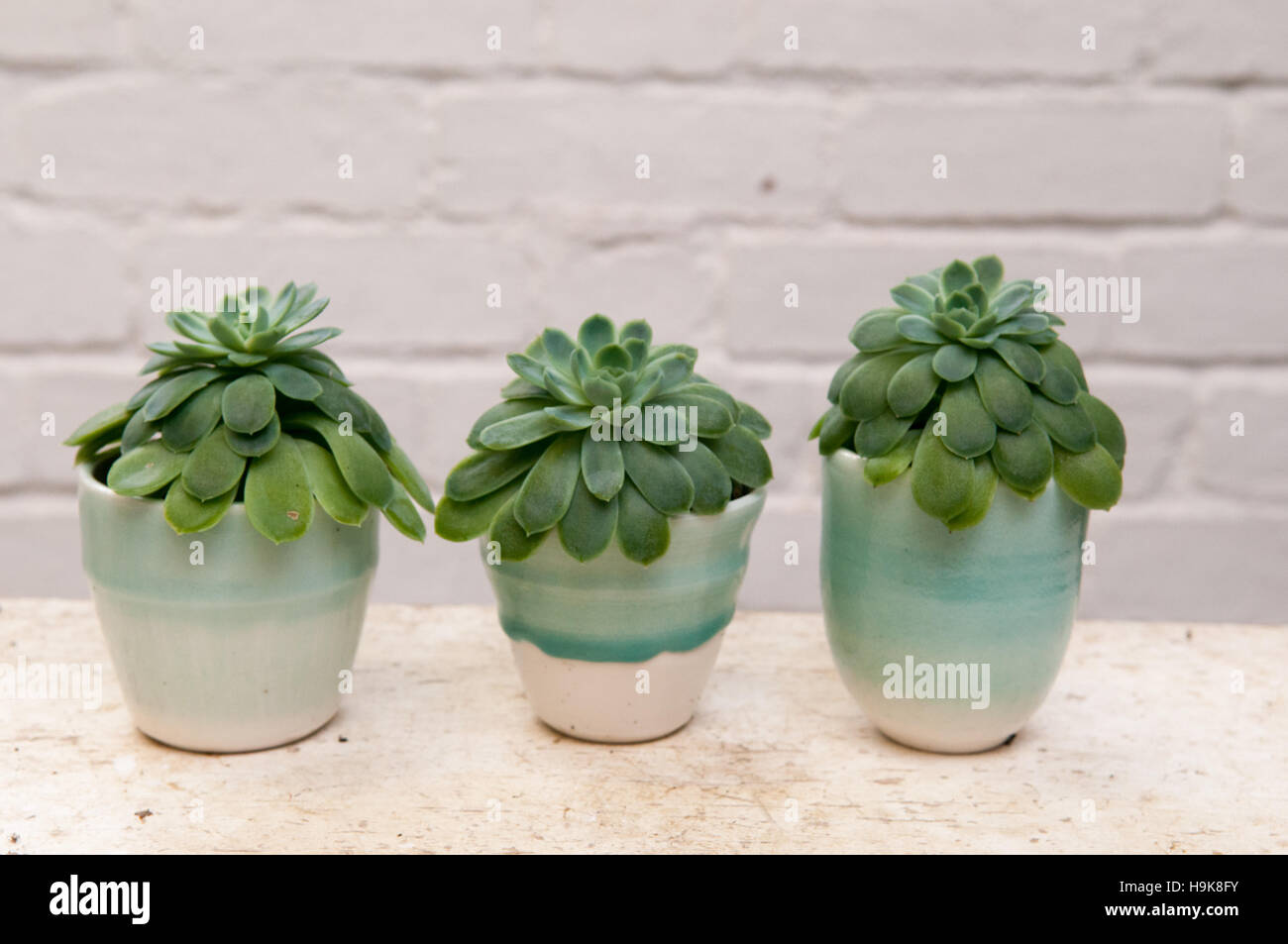 Row of succulent plants on a white desk viewed from above Stock Photo ...