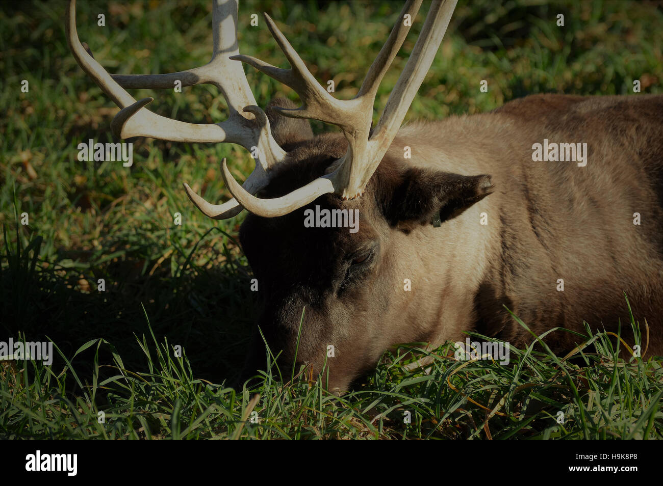 Adult reindeer hi-res stock photography and images - Alamy