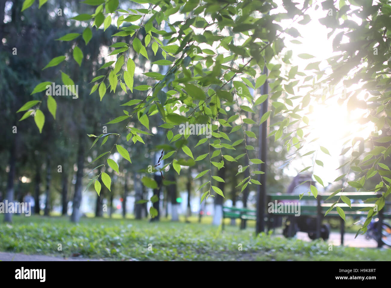 park leaf sun Stock Photo - Alamy