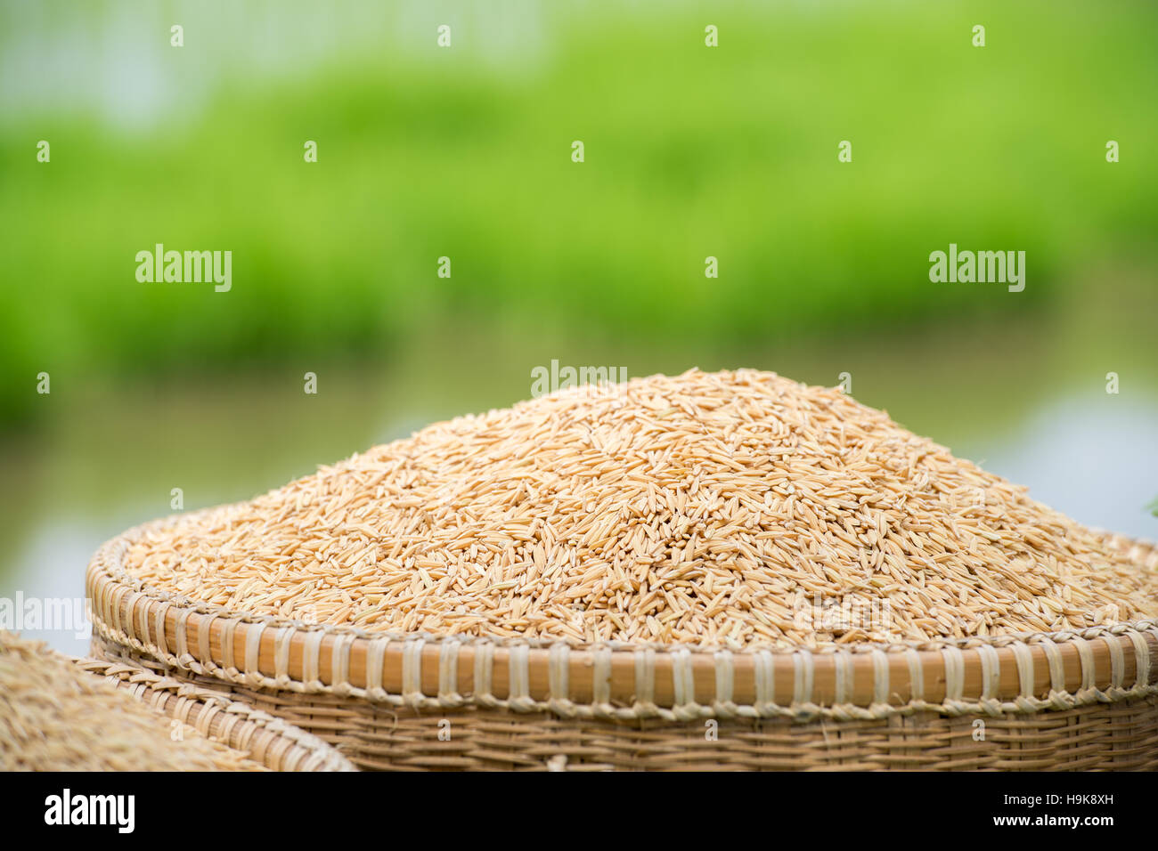 How does rice grow hi-res stock photography and images - Alamy